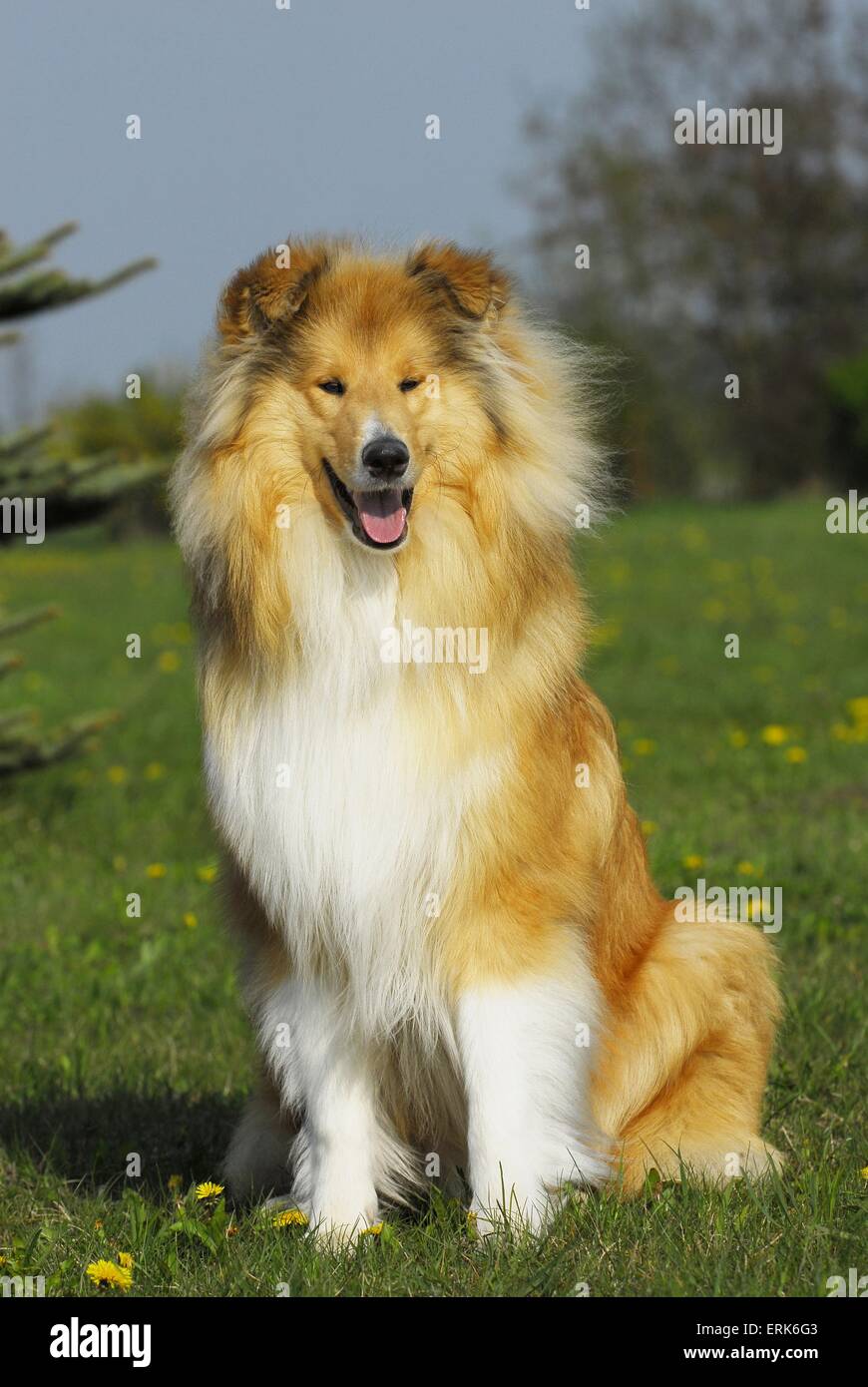 Collie hi-res stock photography and images - Alamy