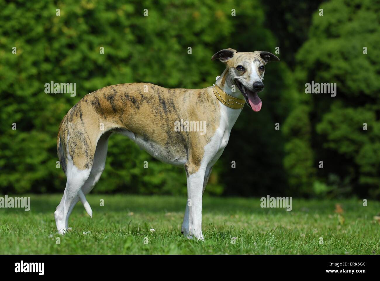 Whippet hi-res stock photography and images - Alamy