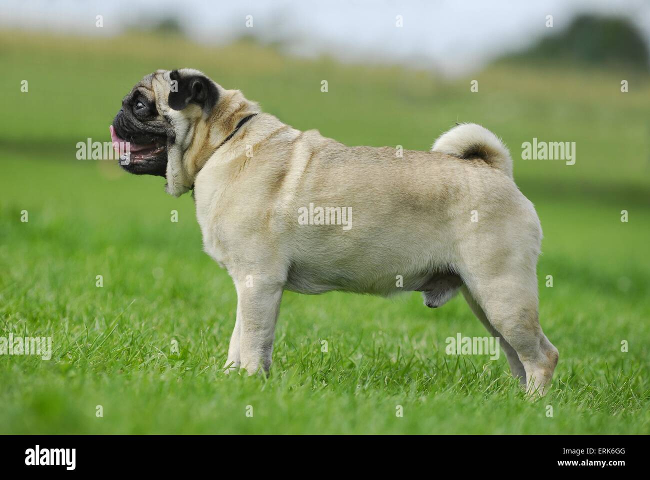 Pugs side profile hi-res stock photography and images - Alamy