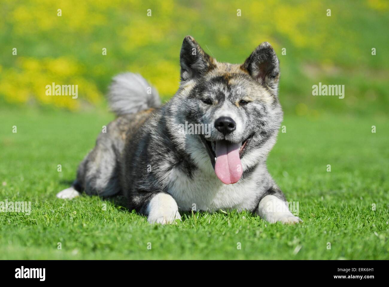 Akita inu brindle hi-res stock photography and images - Alamy