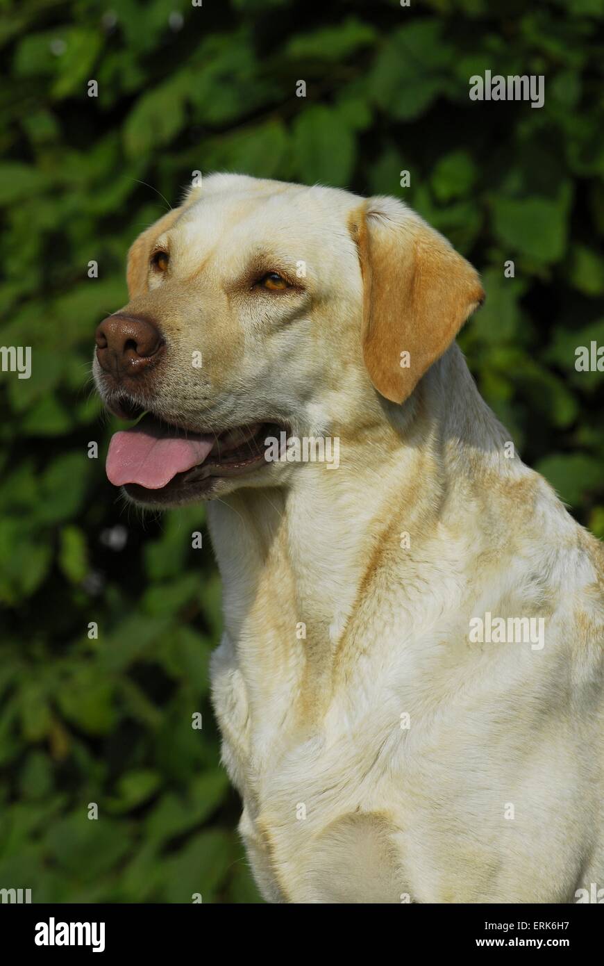 Labrador Retriever Portrait Stock Photo - Alamy