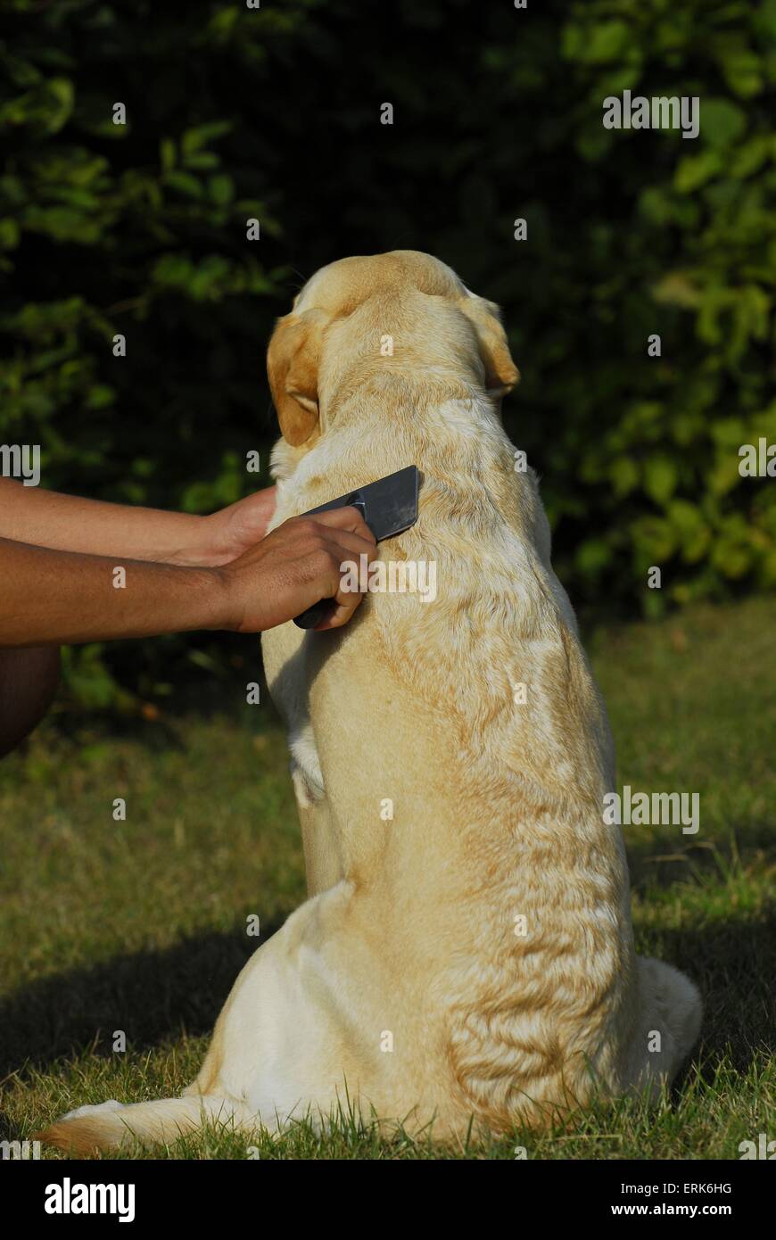 Labrador retriever dog sitting back hi-res stock photography and images ...