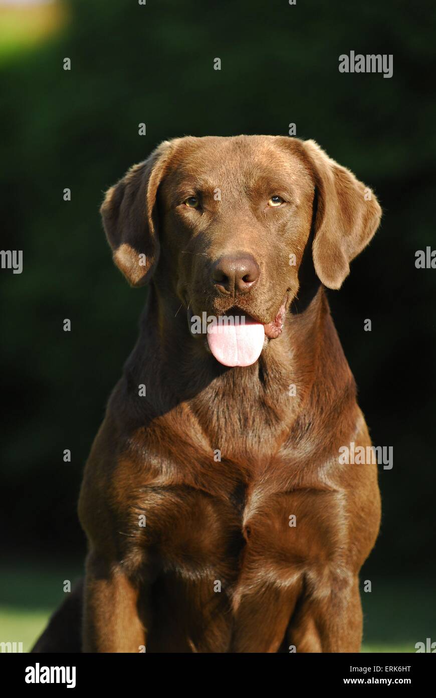 Labrador Retriever Portrait Stock Photo - Alamy