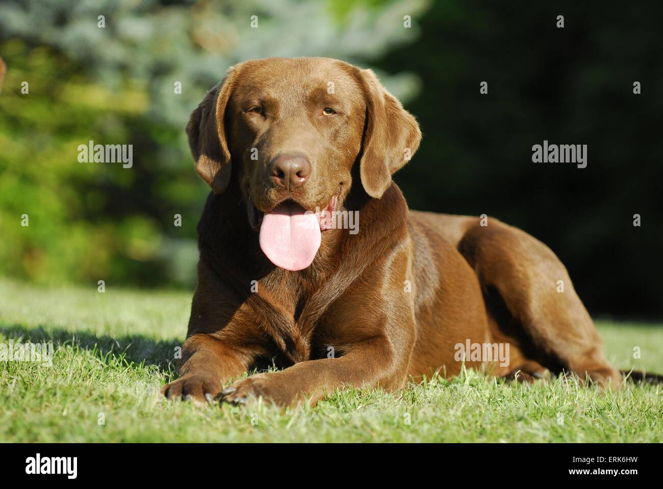 Labrador hi-res stock photography and images - Alamy