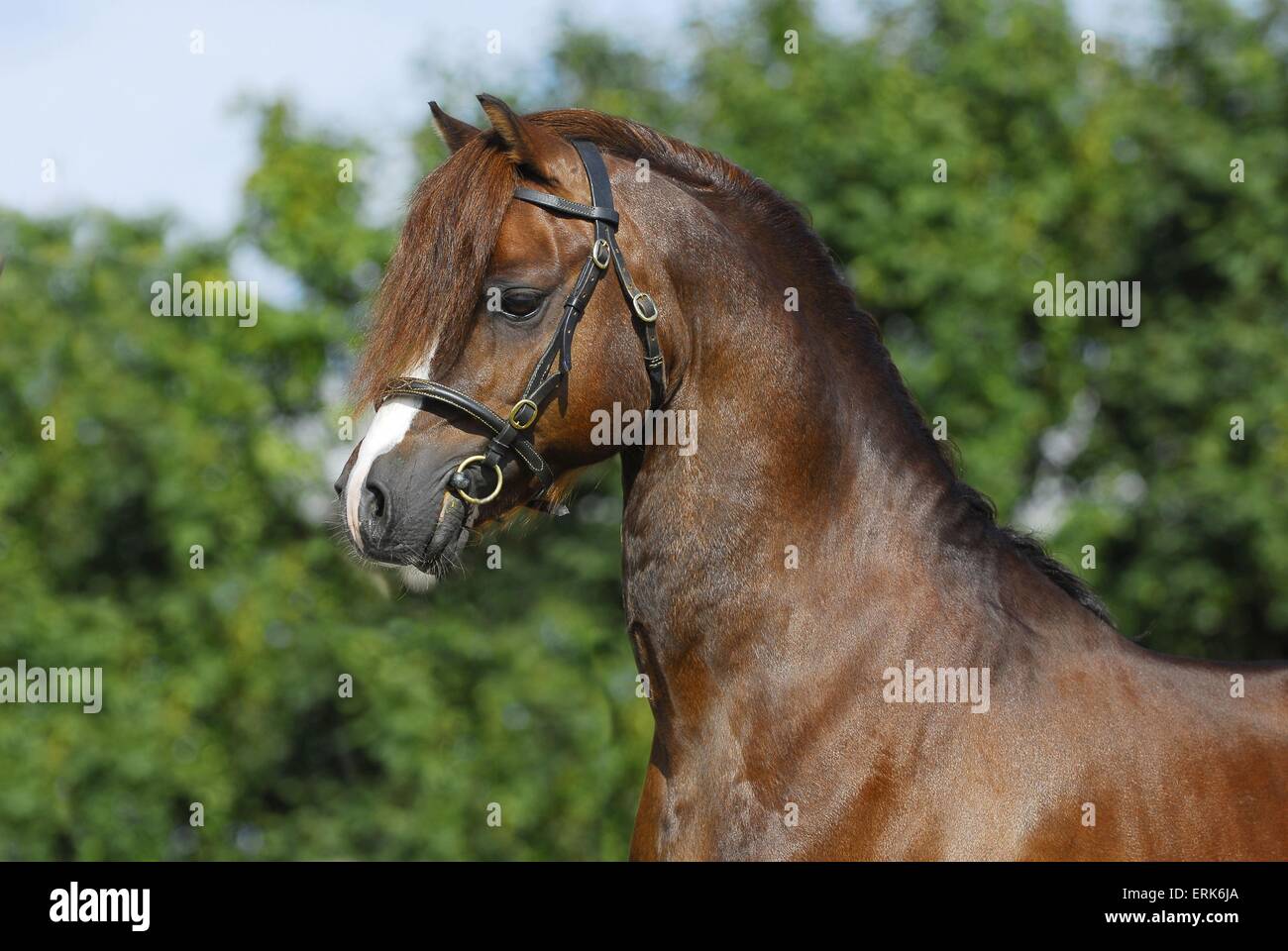 Welsh pony chestnut hi-res stock photography and images - Alamy