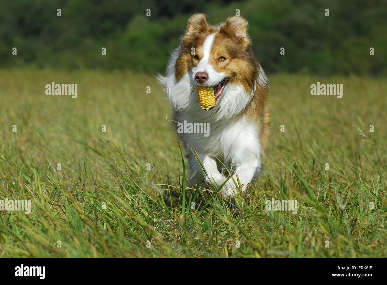 running Border Collie Stock Photo - Alamy