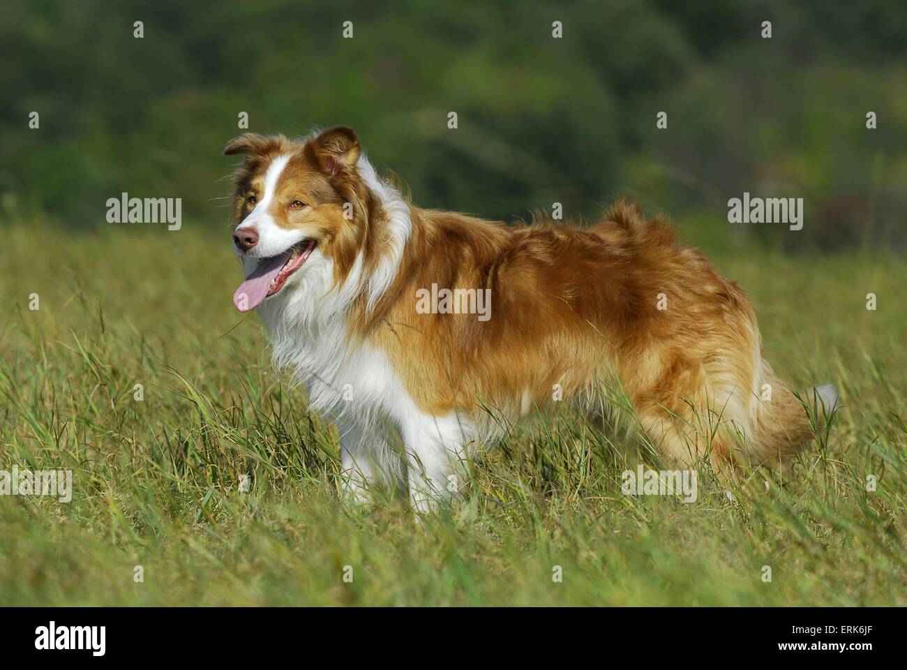 Border collie breed red hi-res stock photography and images - Alamy