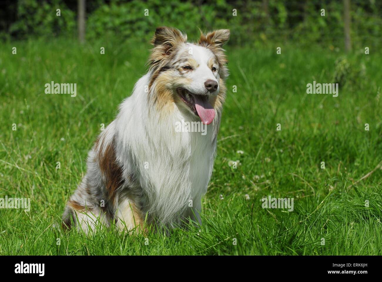 sitting Border Collie Stock Photo - Alamy