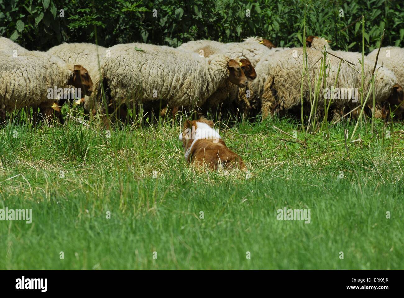 Border collie back hi-res stock photography and images - Alamy