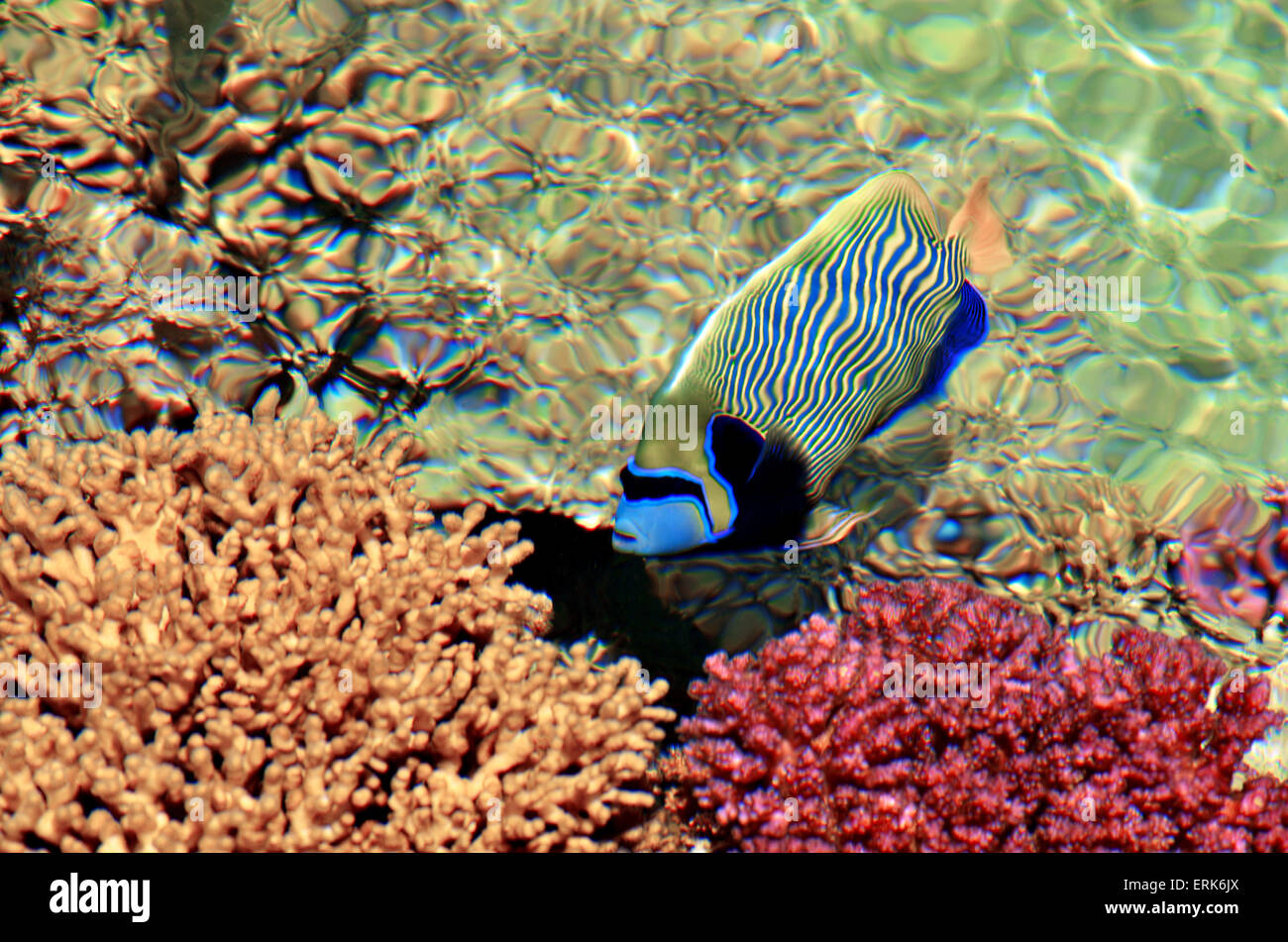 Middle East Sea Fish High Resolution Stock Photography and Images - Alamy