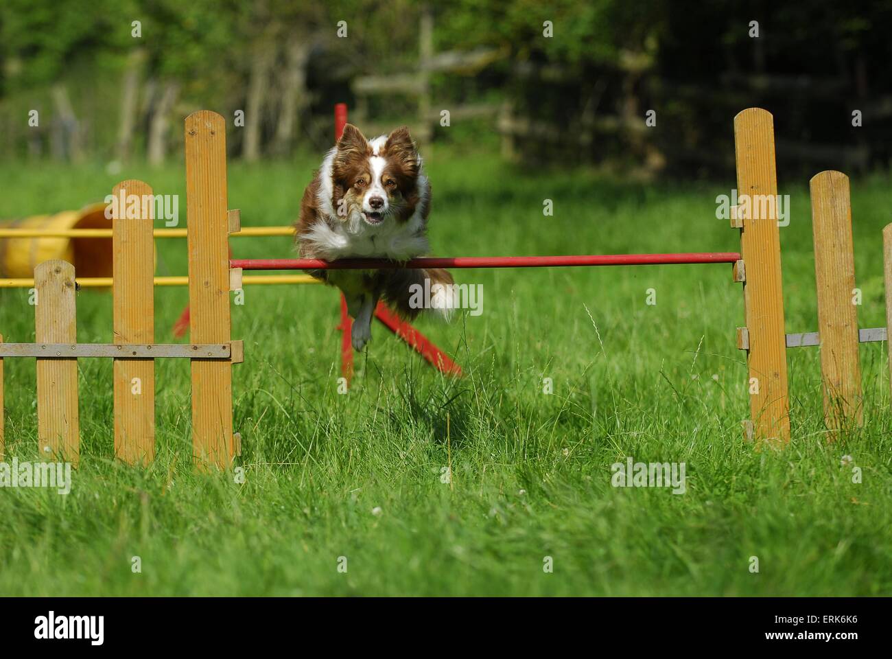 jumping Border Collie Stock Photo - Alamy