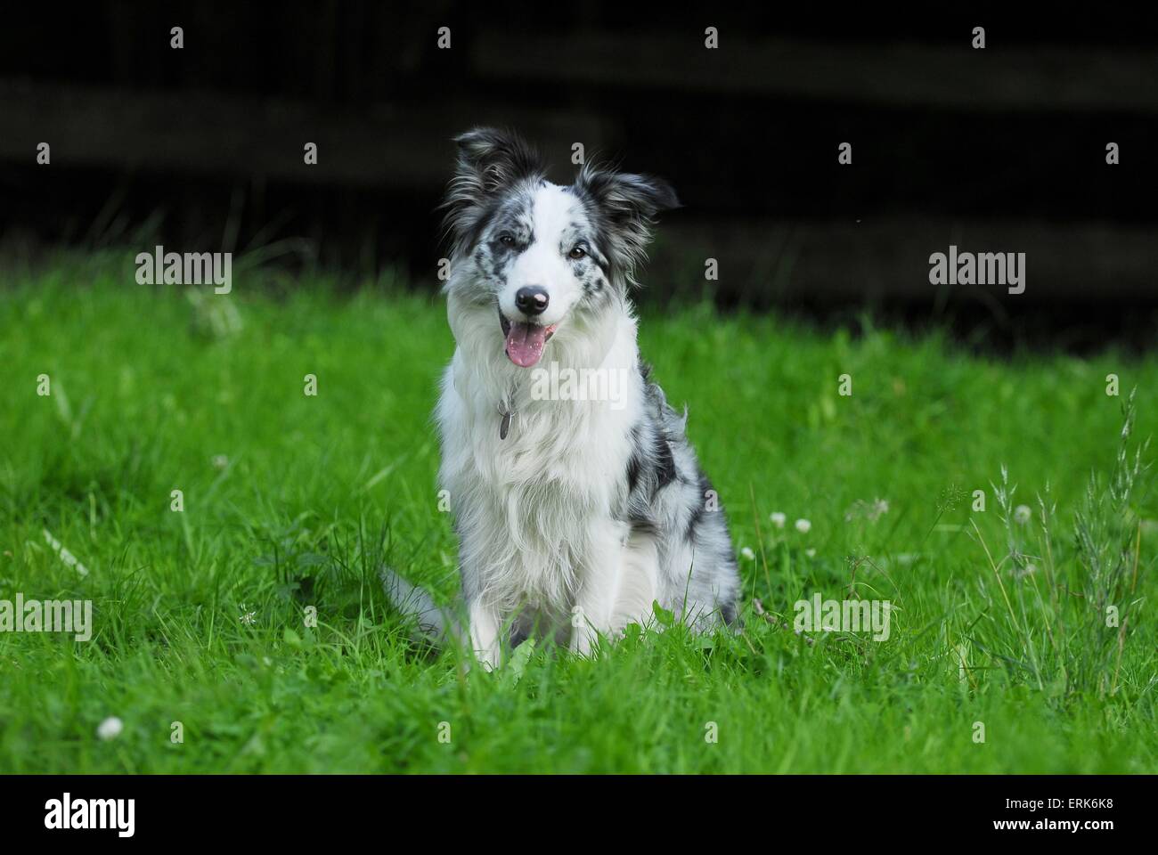 sitting Border Collie Stock Photo - Alamy