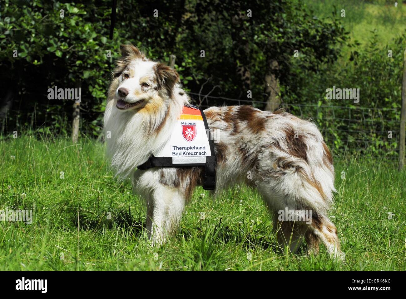 Rescue therapy hi-res stock photography and images - Alamy