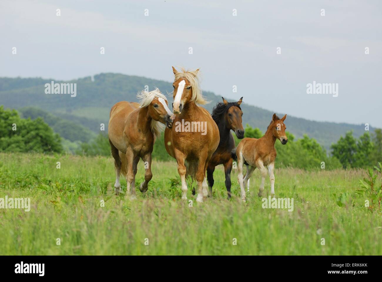 Ponies walking hi-res stock photography and images - Alamy