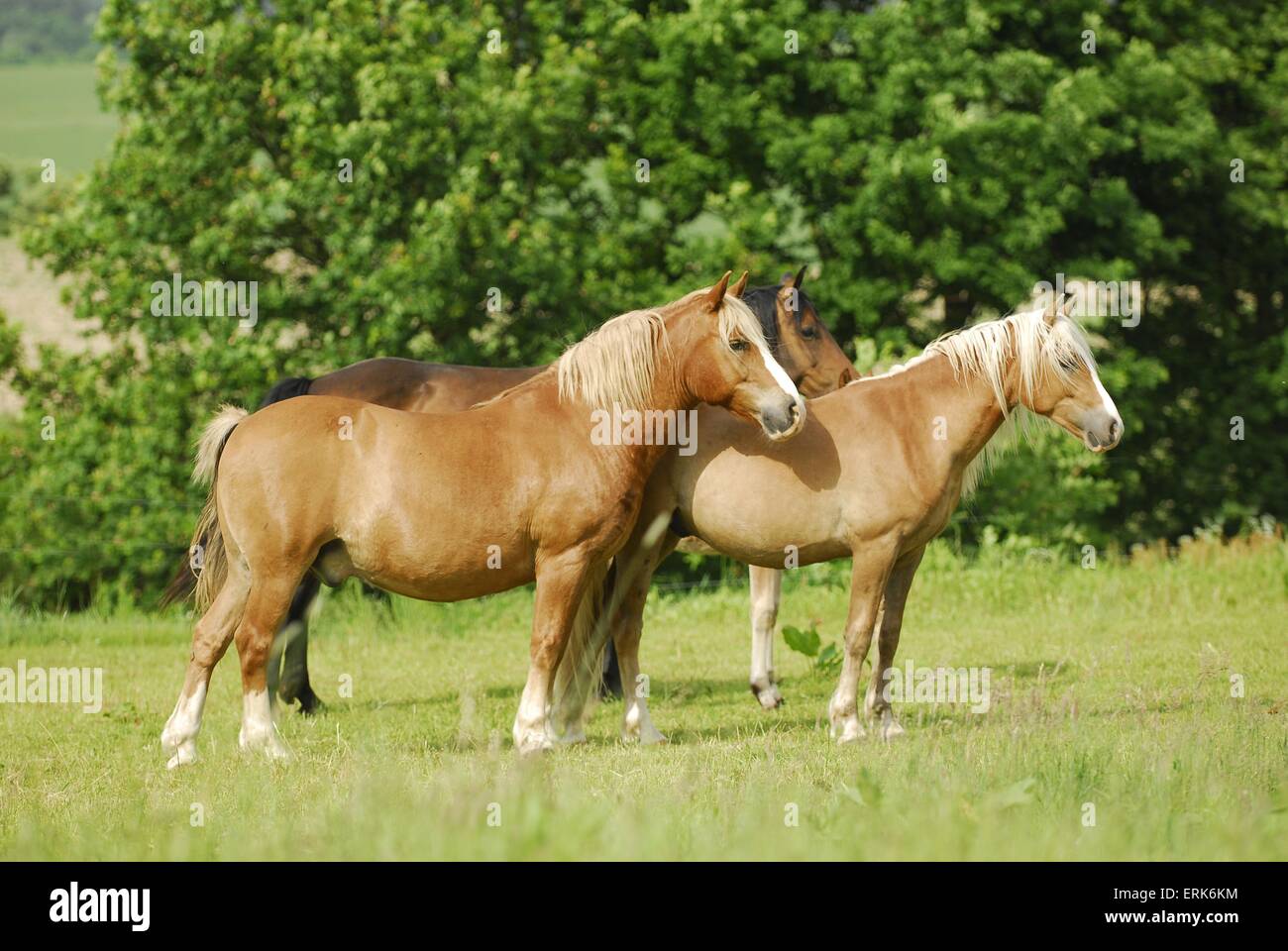 Adult ponies hi-res stock photography and images - Alamy