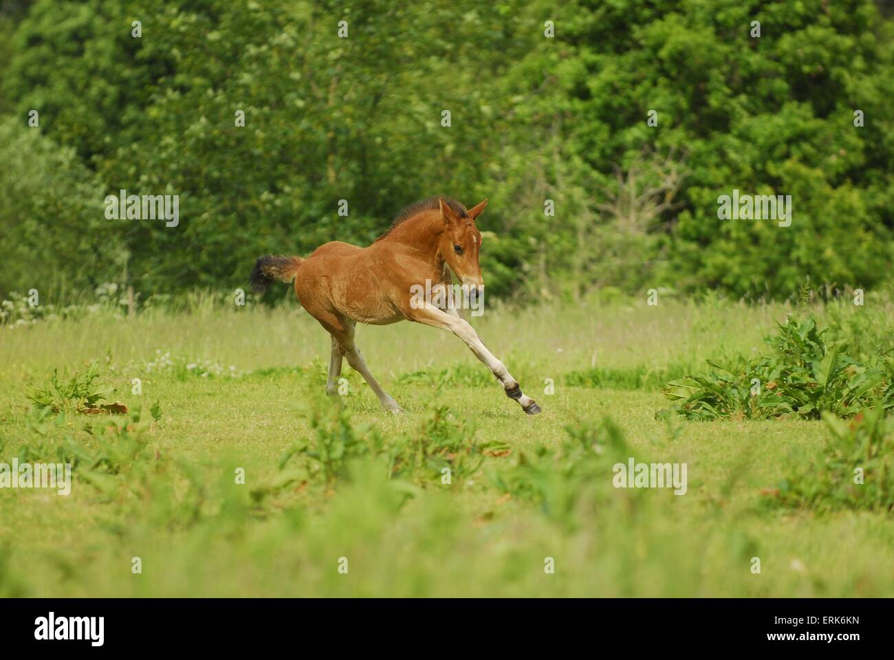 Foal running hi-res stock photography and images - Alamy