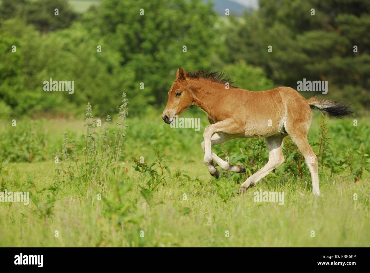Dog and foal hi-res stock photography and images - Alamy