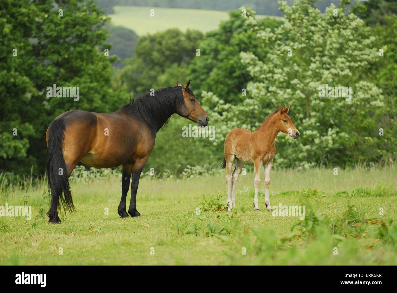 Ponies stand hi-res stock photography and images - Alamy