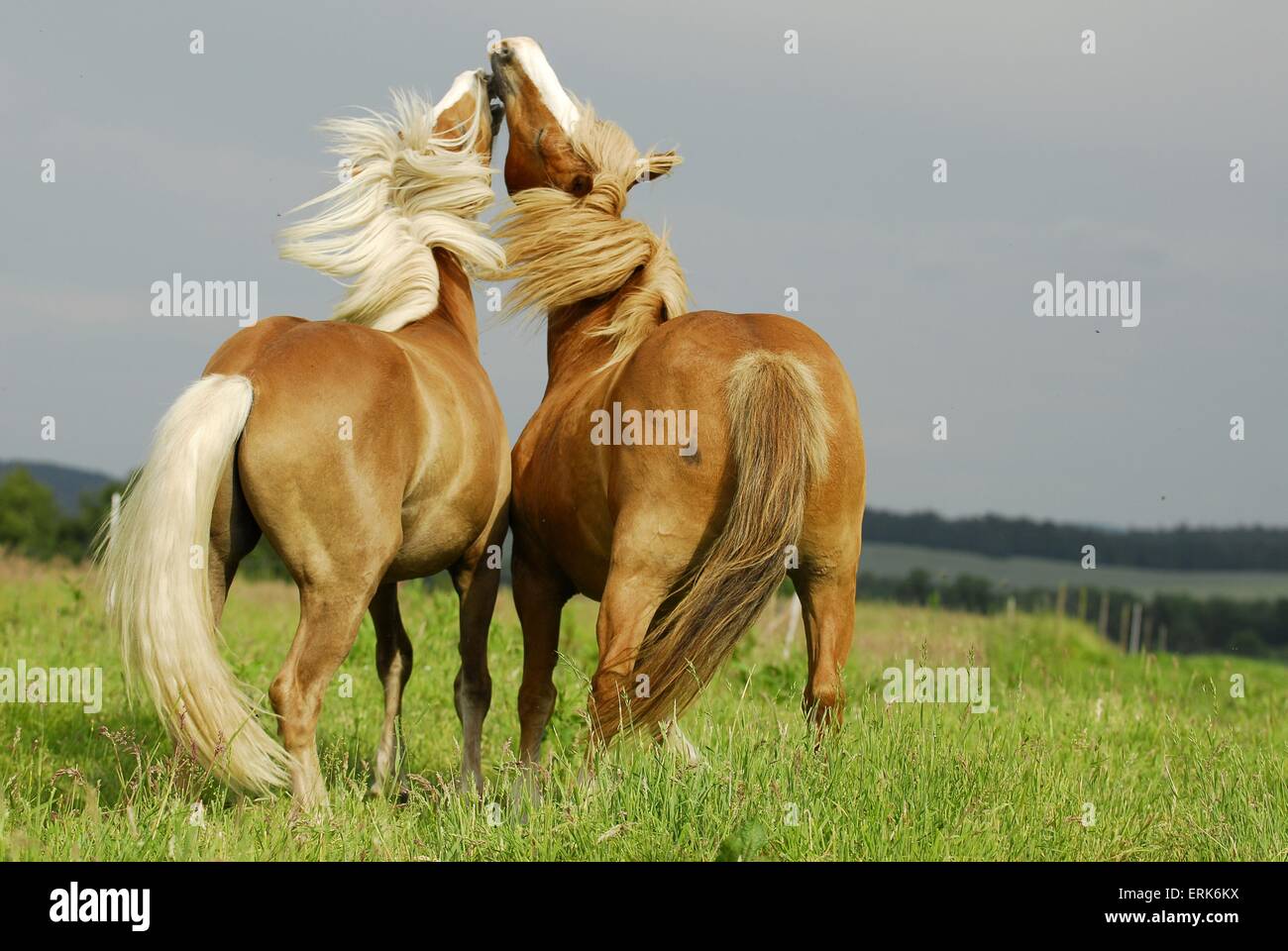 Dog attacks horse hi-res stock photography and images - Alamy