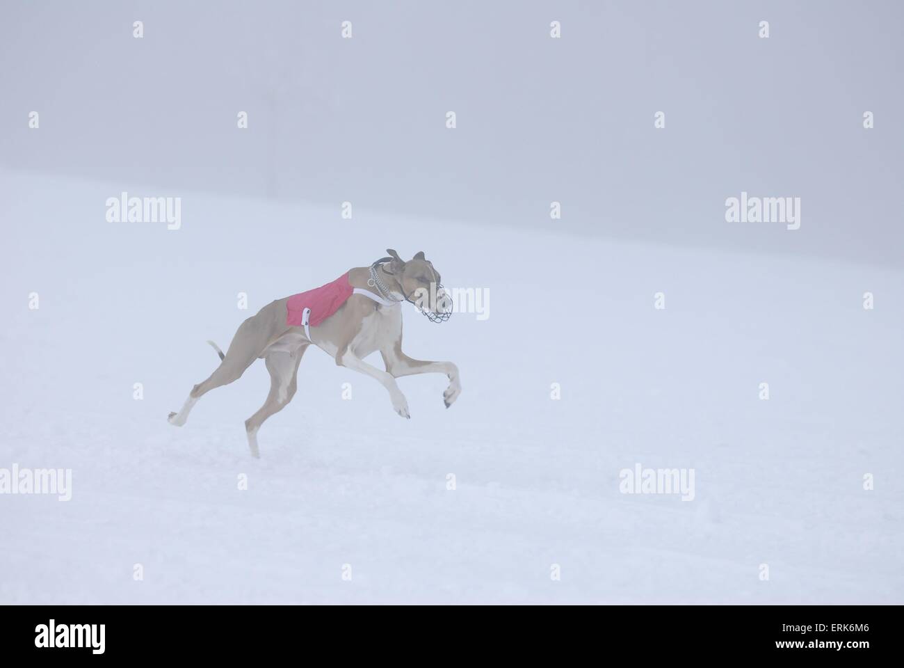 Azawakhs hi-res stock photography and images - Alamy