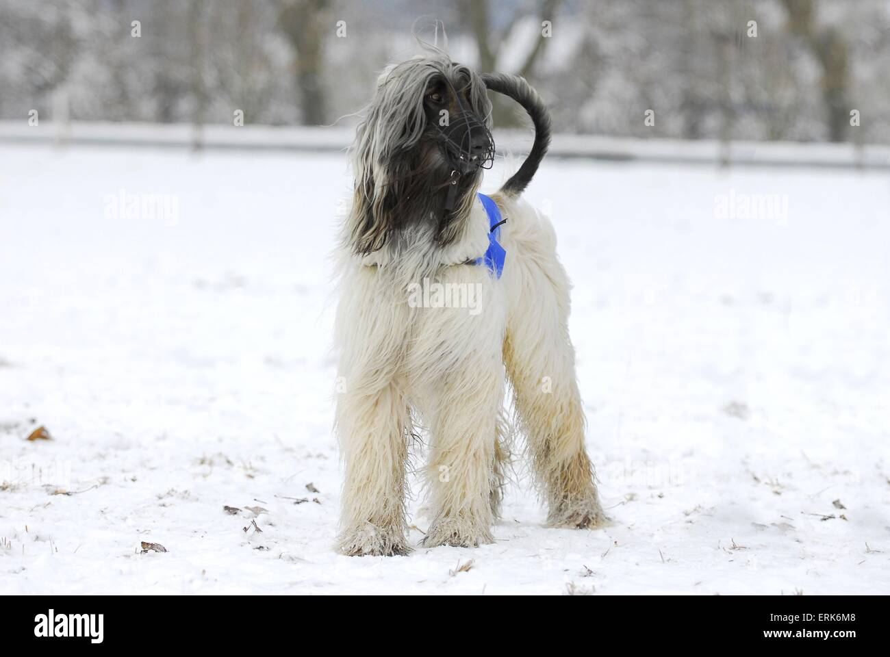 Afghan hound dog snow hi-res stock photography and images - Alamy
