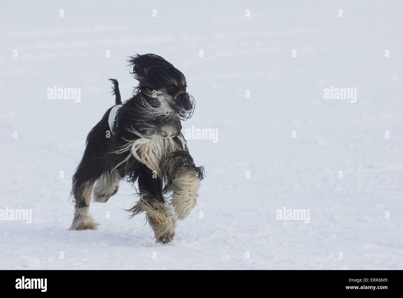 Sighthound races hi-res stock photography and images - Alamy