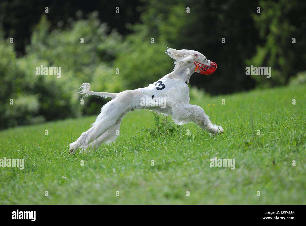 Sighthound races hi-res stock photography and images - Alamy