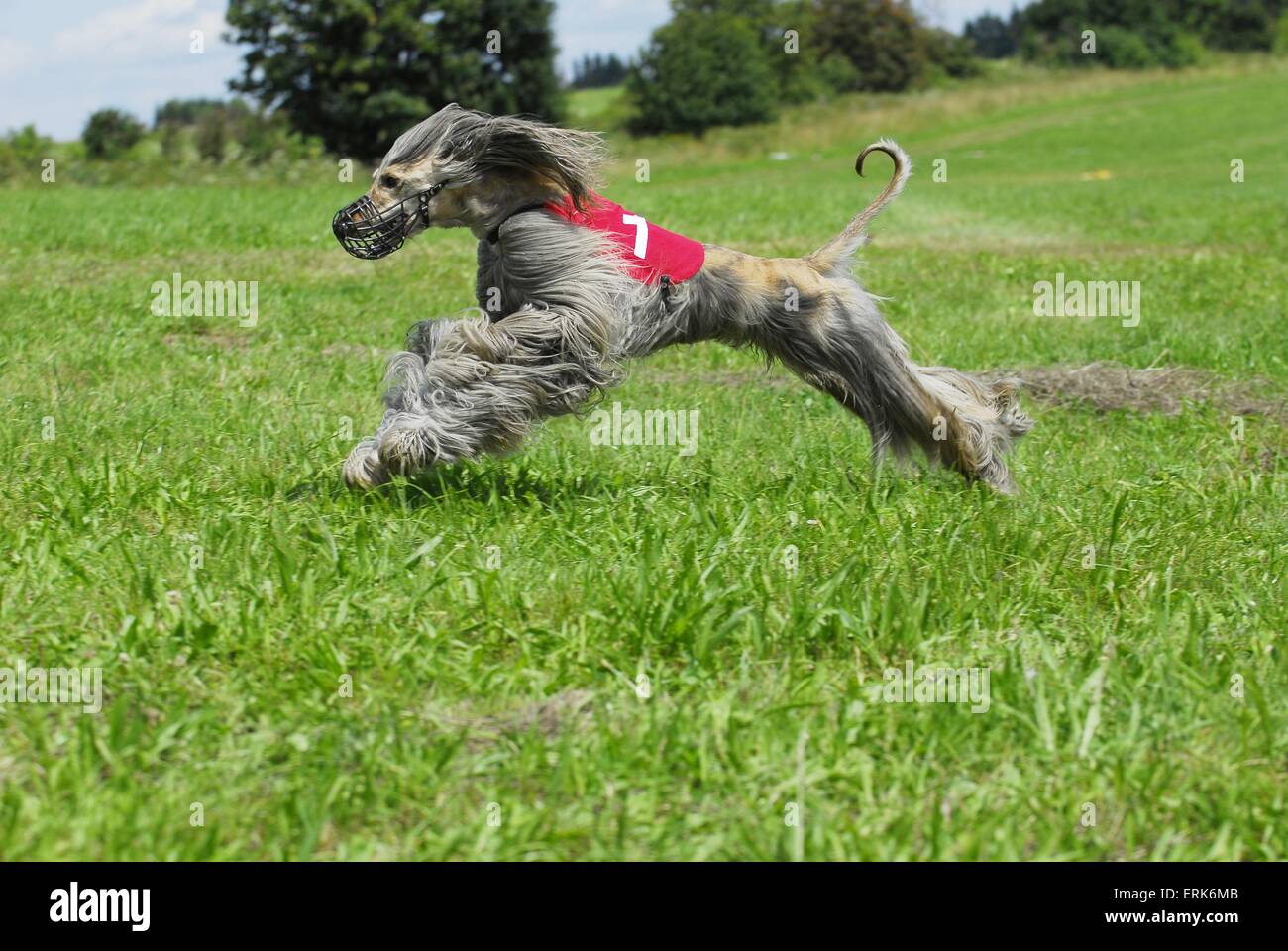 Sighthound coursing hi-res stock photography and images - Alamy
