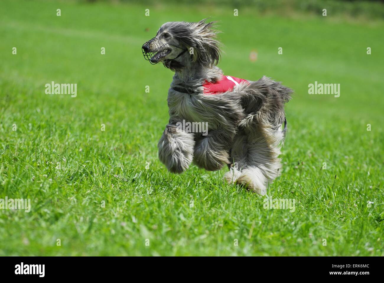 Sighthound racing hi-res stock photography and images - Alamy