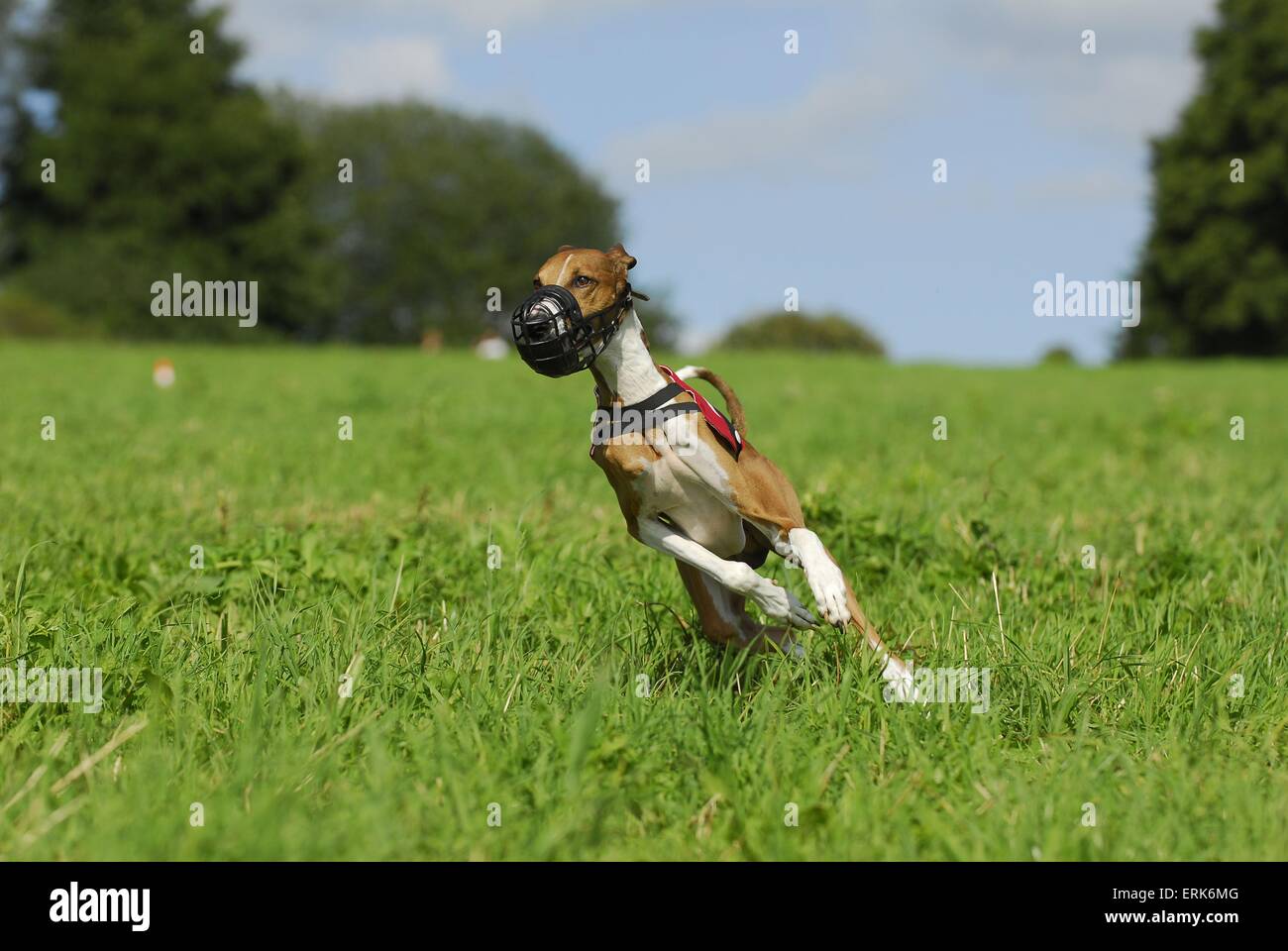 Azawakhs hi-res stock photography and images - Alamy