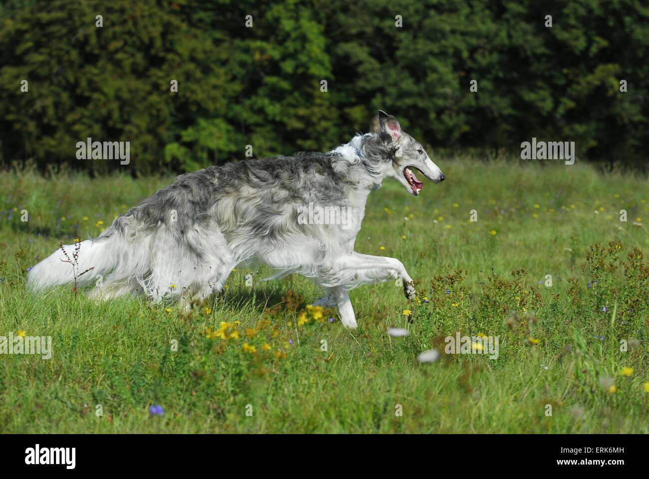 Running borzoi hi-res stock photography and images - Alamy