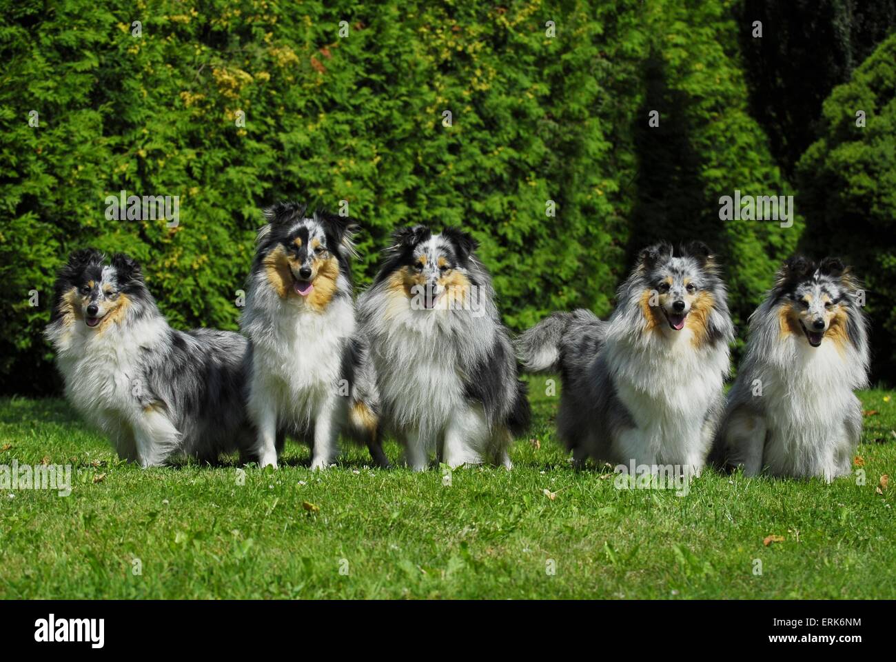Sheepdogs hi-res stock photography and images - Alamy