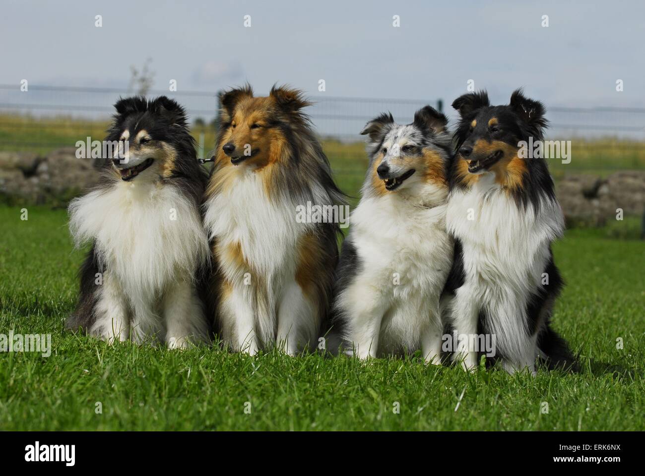 Sheepdogs hi-res stock photography and images - Alamy