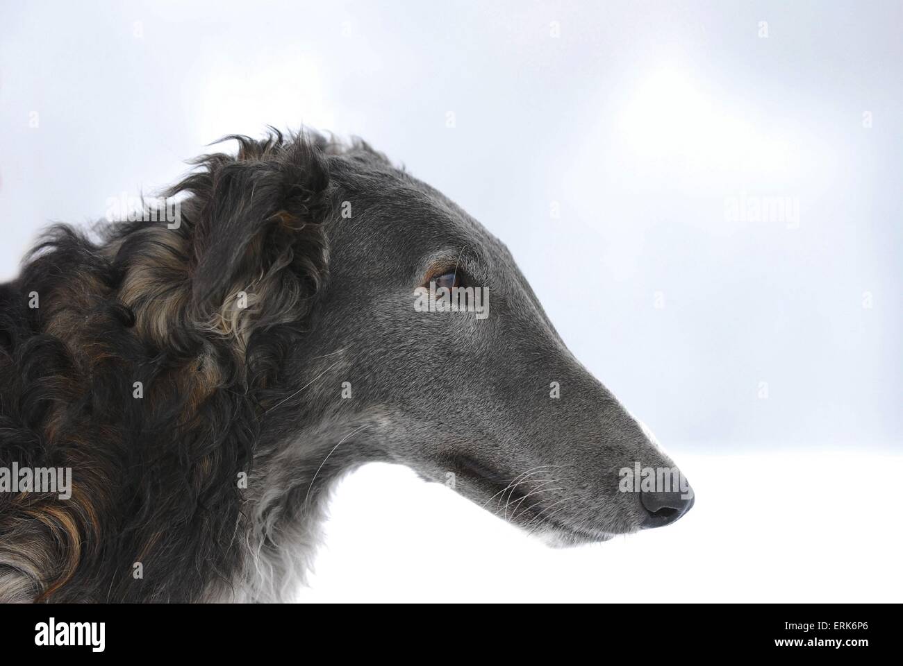 Portrait borzoi side view hi-res stock photography and images - Alamy