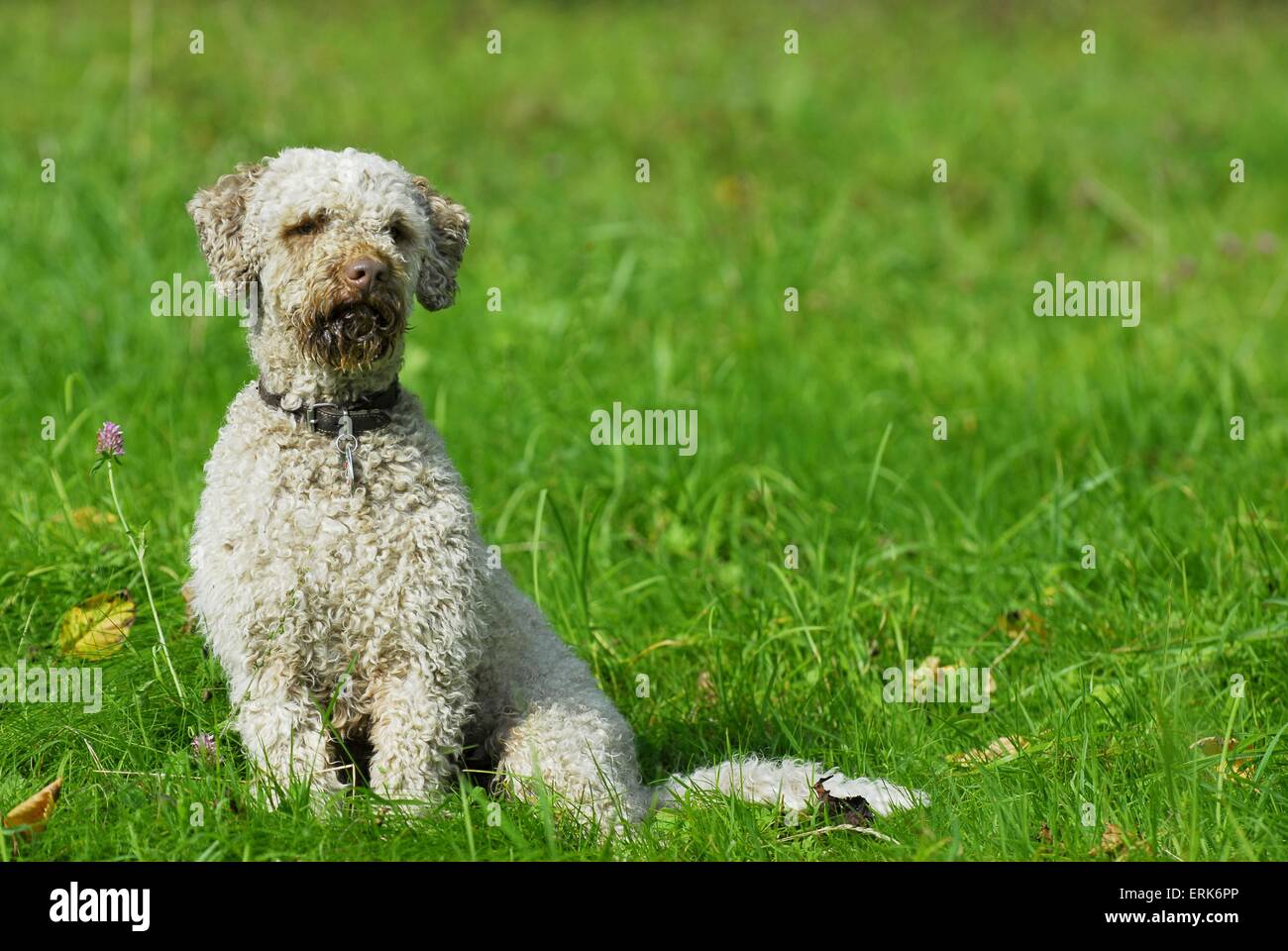 Lagotto romagnolo hi-res stock photography and images - Alamy