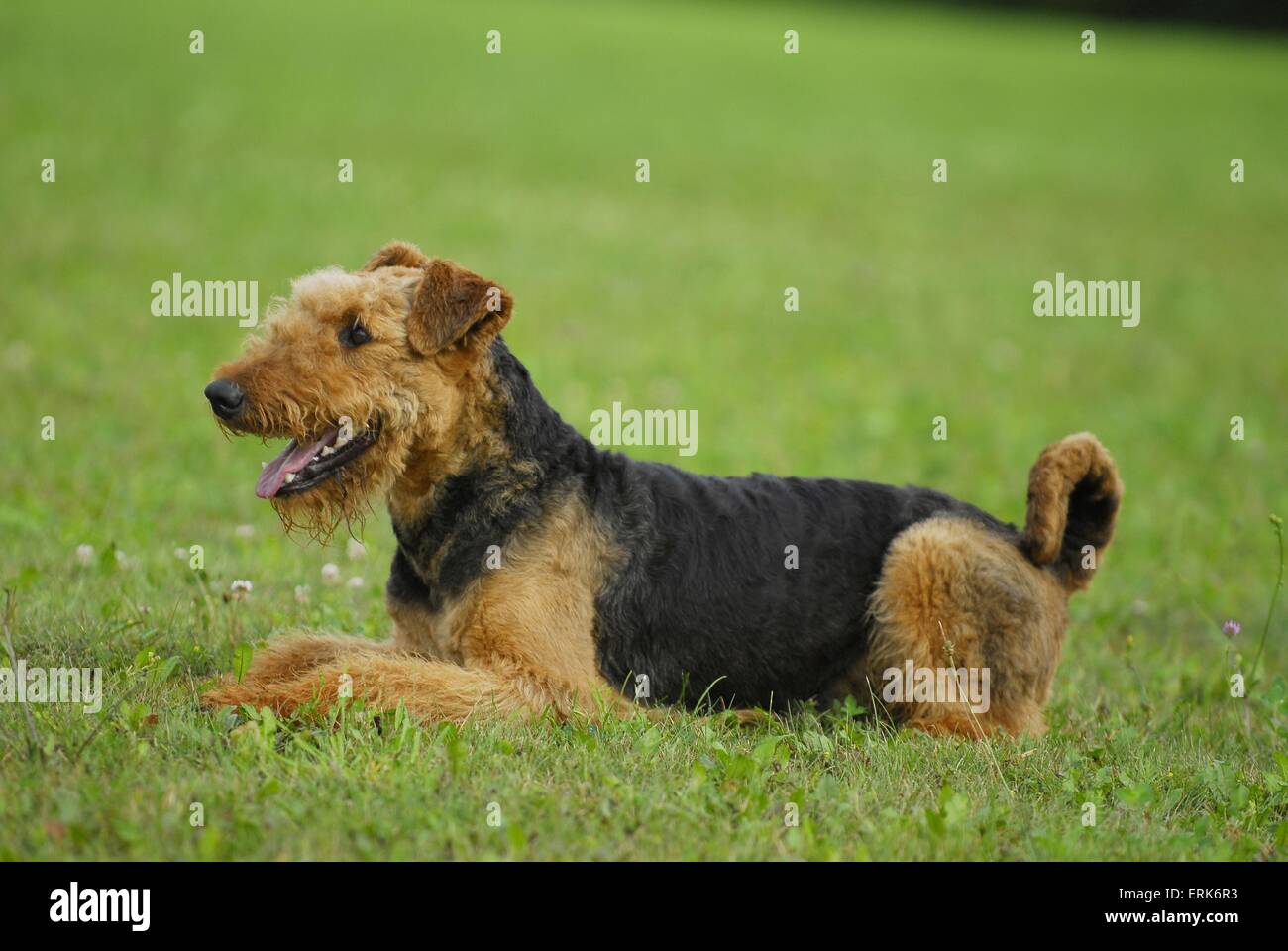 Adult dog breed airedale terrier hi-res stock photography and images ...