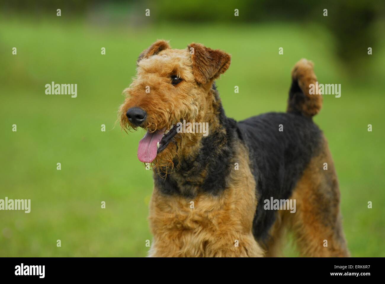 Airedale Terrier Portrait Stock Photo - Alamy
