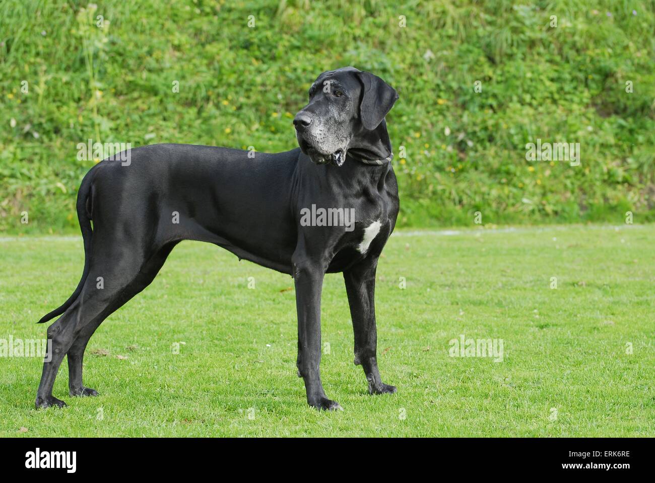 Great dane standing meadow hi-res stock photography and images - Alamy