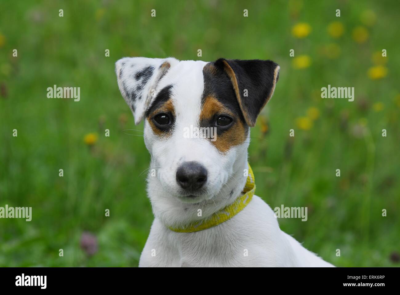 Jack Russell Terrier Portrait Stock Photo - Alamy