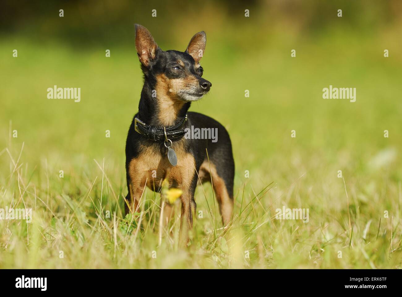 Rattler hi-res stock photography and images - Alamy