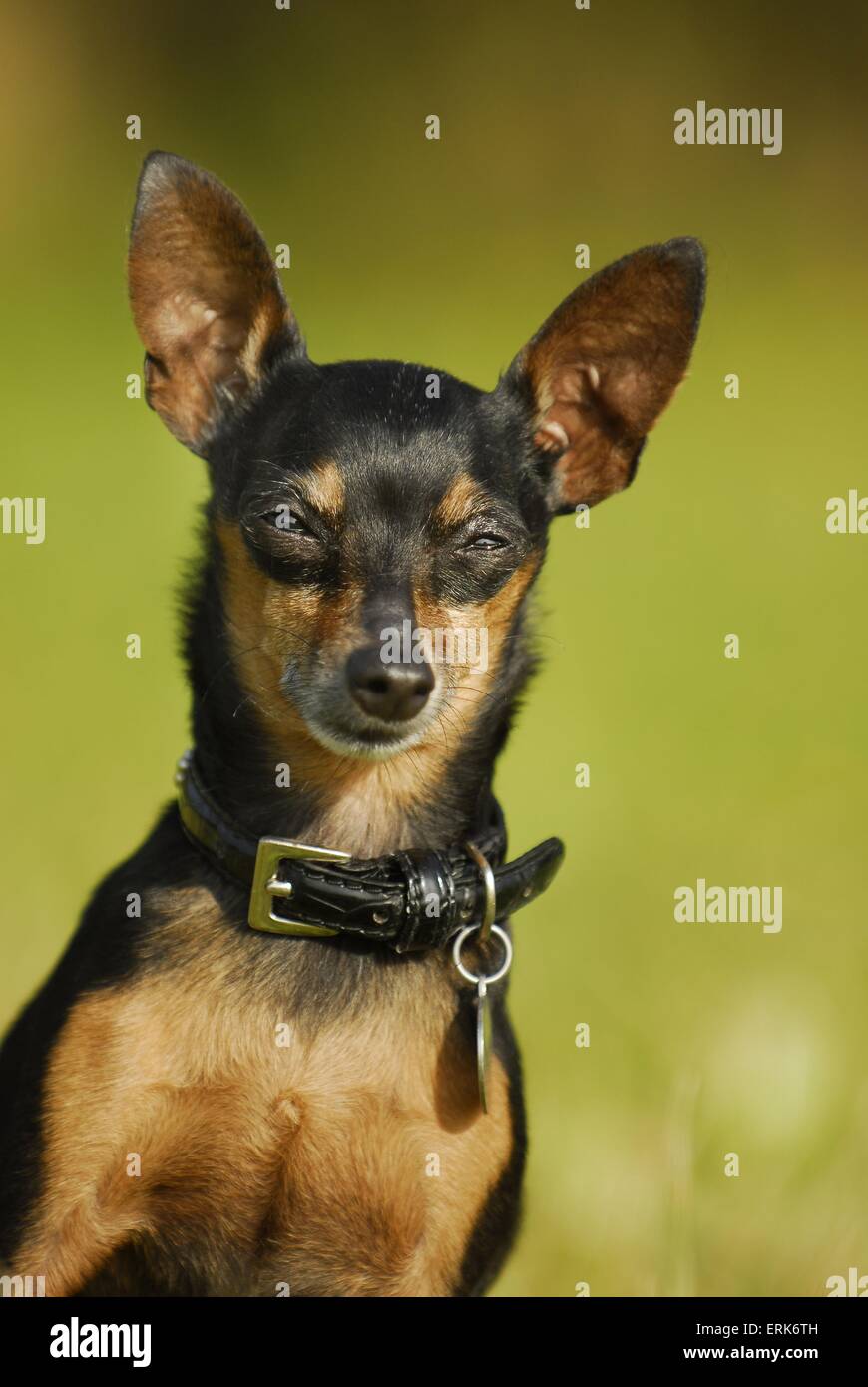 Praguer Rattler Portrait Stock Photo - Alamy
