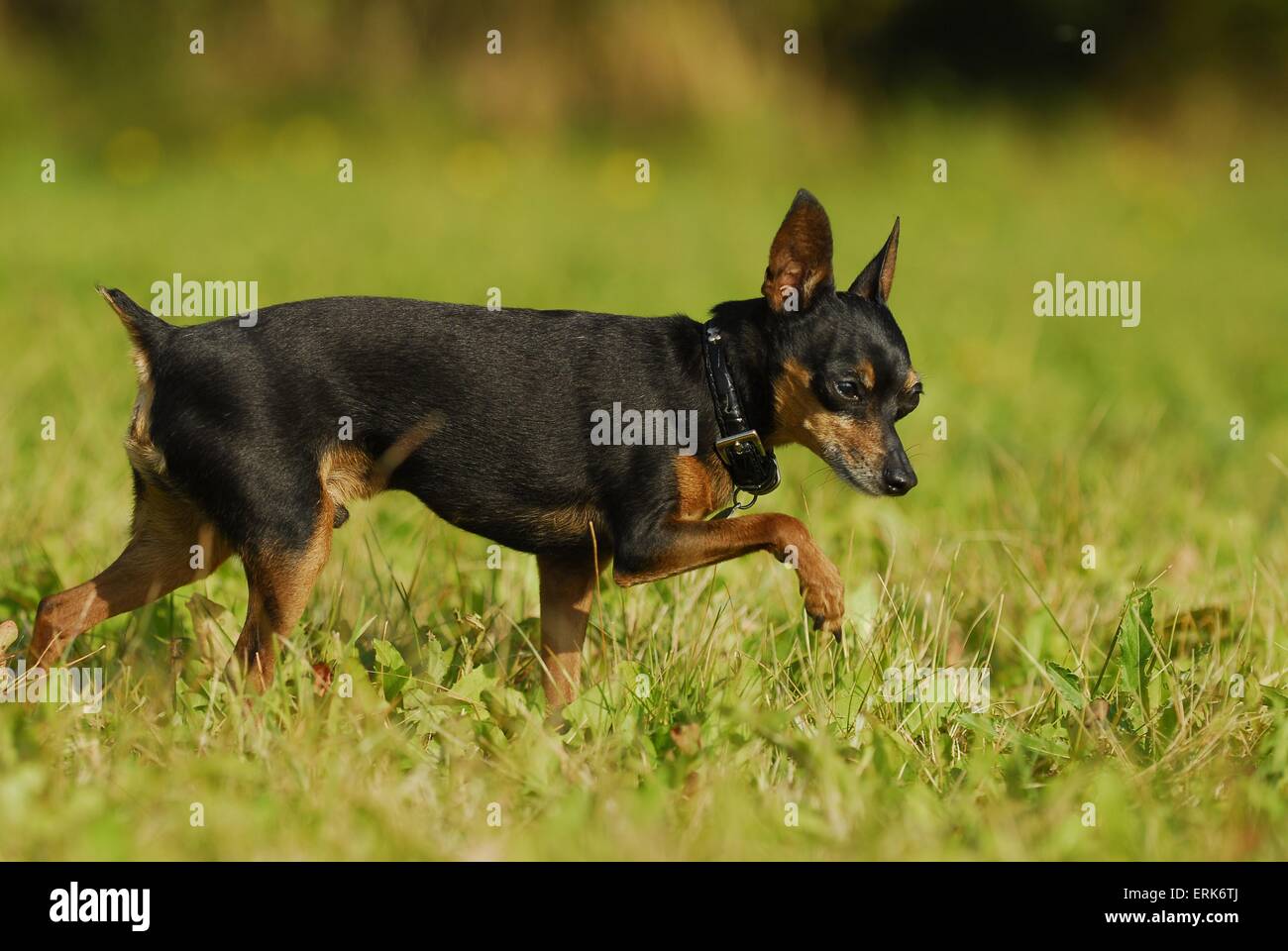 walking Prager Rattler Stock Photo - Alamy