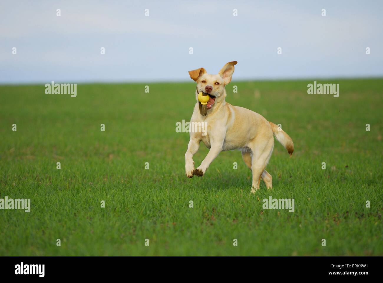 playing Labrador Retriever Stock Photo - Alamy