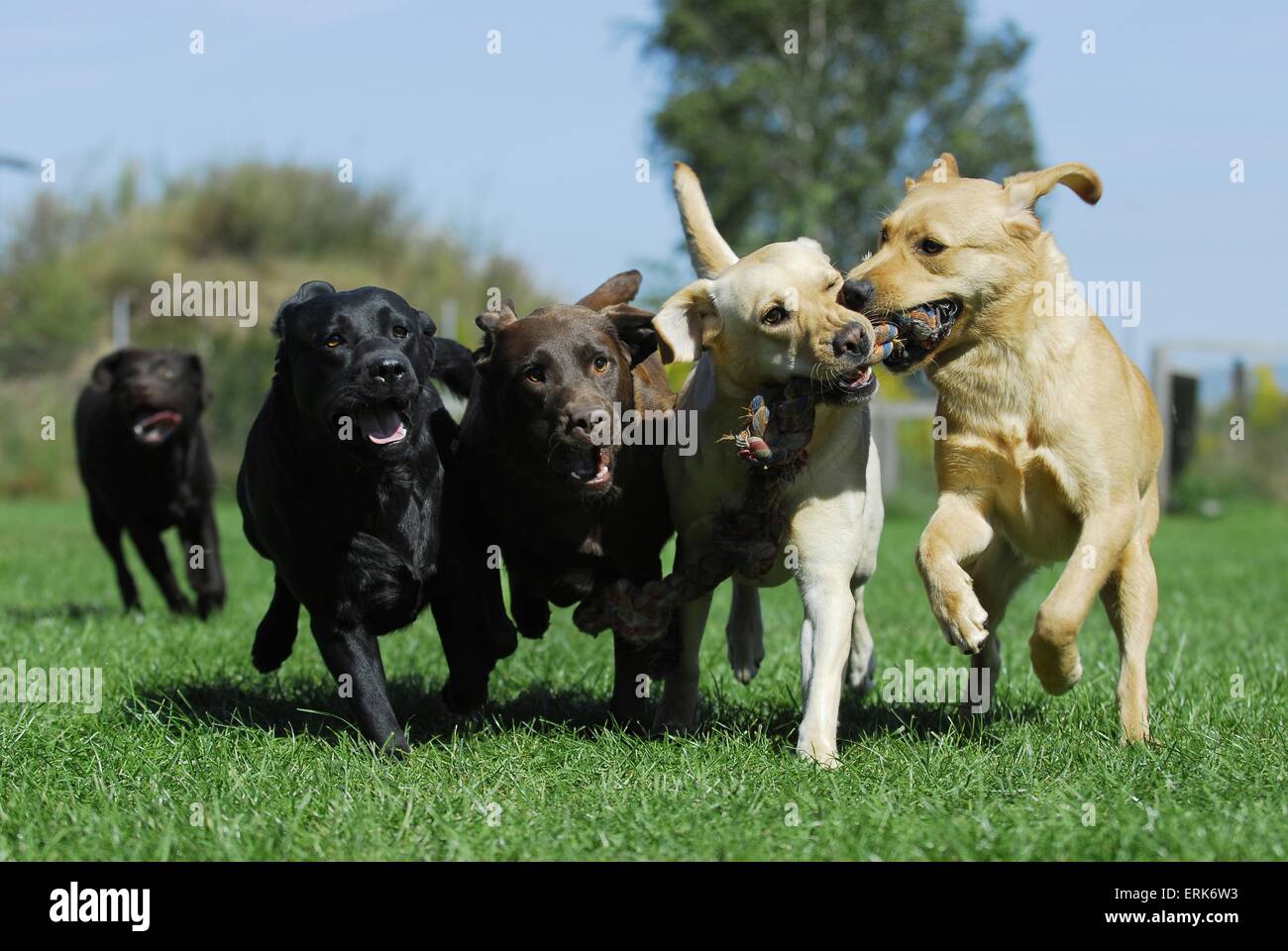 Group of dogs labrador hi-res stock photography and images - Alamy