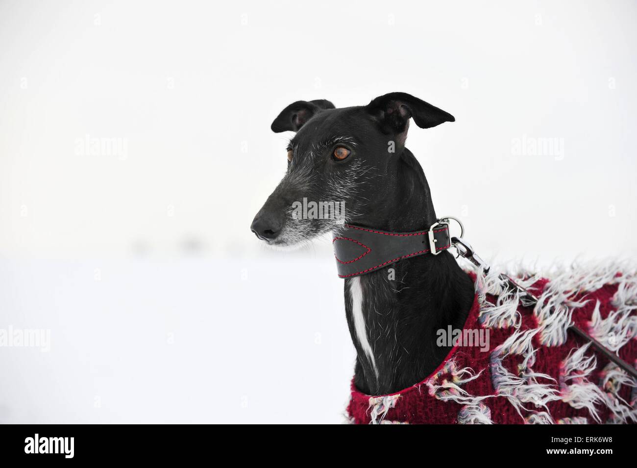 Smooth galgo hi-res stock photography and images - Alamy