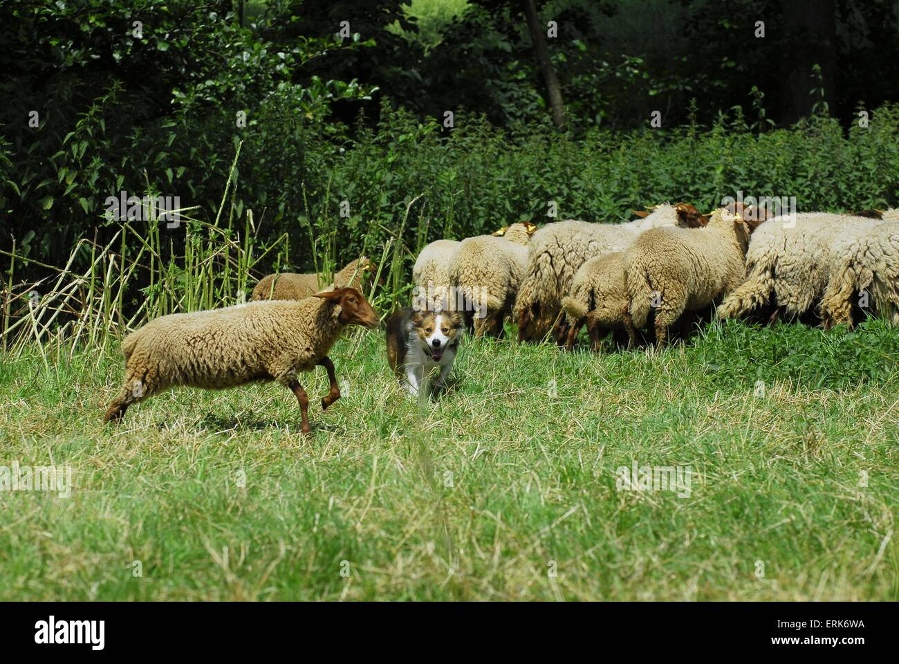 Longhaired Sheep High Resolution Stock Photography and Images - Alamy