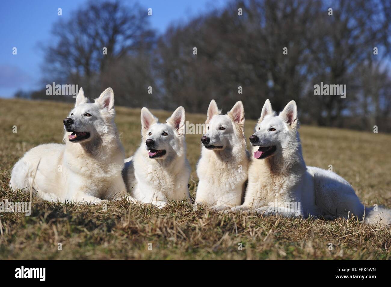 Swiss White Shepherd