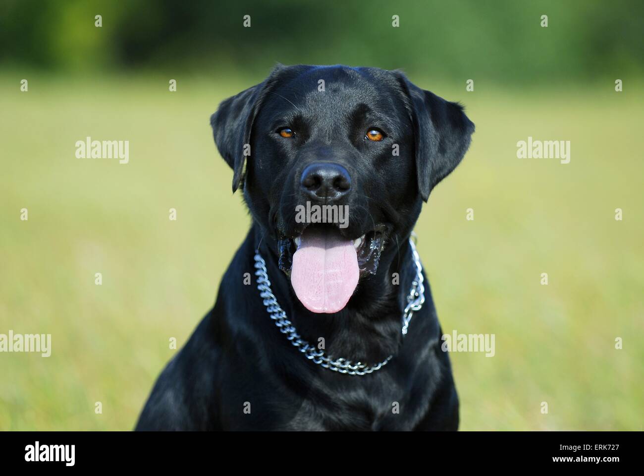 Labrador Retriever Portrait Stock Photo - Alamy
