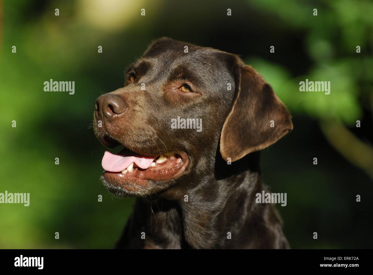 Labrador Retriever Portrait Stock Photo - Alamy