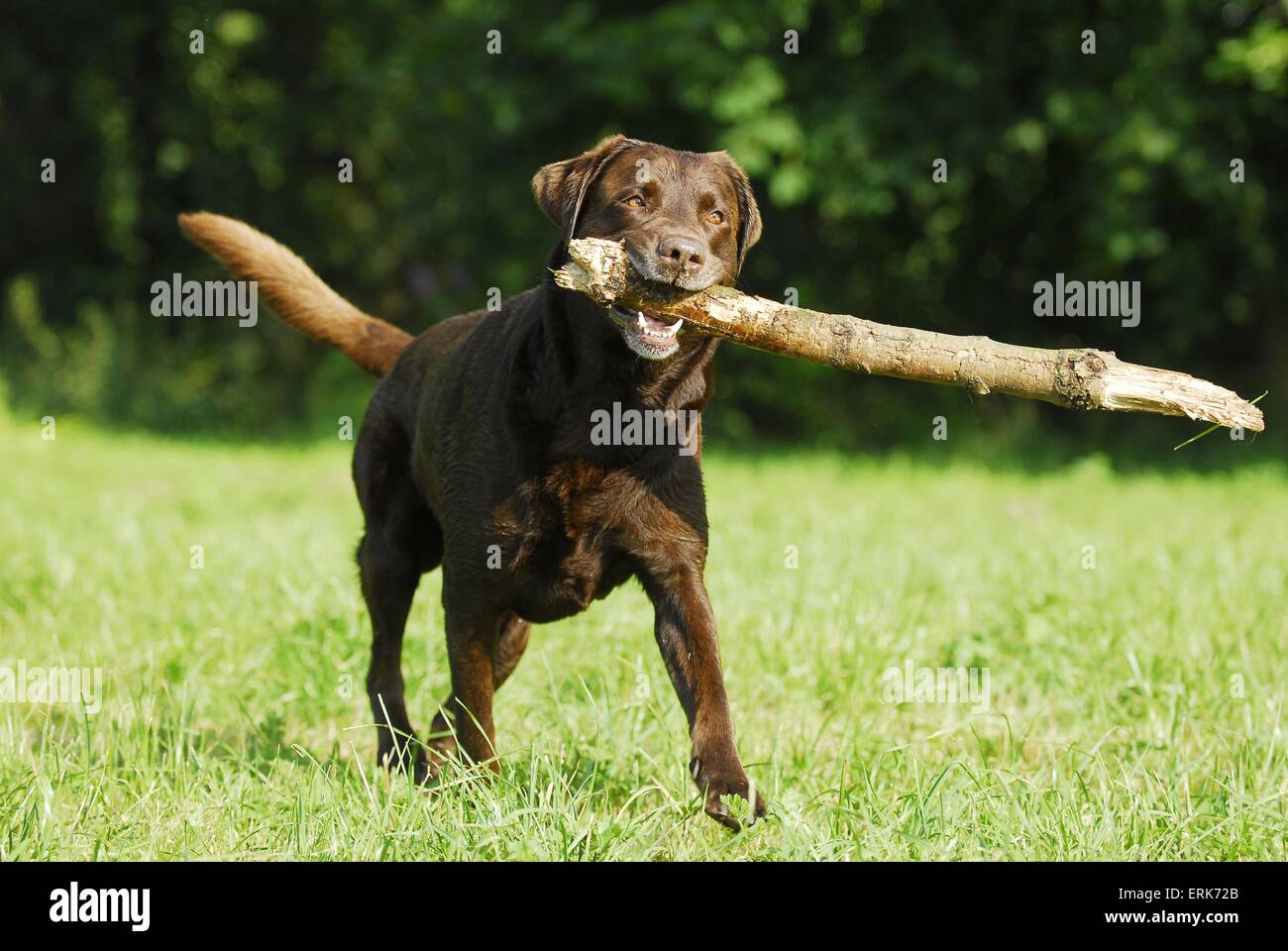 What Do Labradors Like To Play at Ellis Shepherd blog